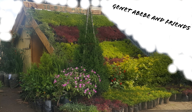 Genet Abebe and Friends Flowers and Topographic Beauty Partnership ...