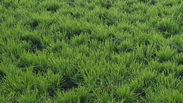 Image: Genet Abebe and Friends Flowers and Topographic Beauty ...