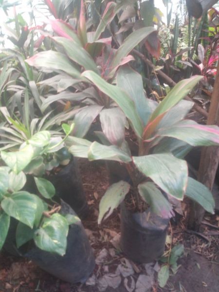 Image: Dambal Seedling Center/ Buufata Biqiltu Dambal/ - www.2merkato.com