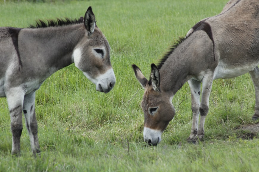 Chinese-Owned Donkey Slaughterhouse in Ethiopia Earns $190,000 from Two ...